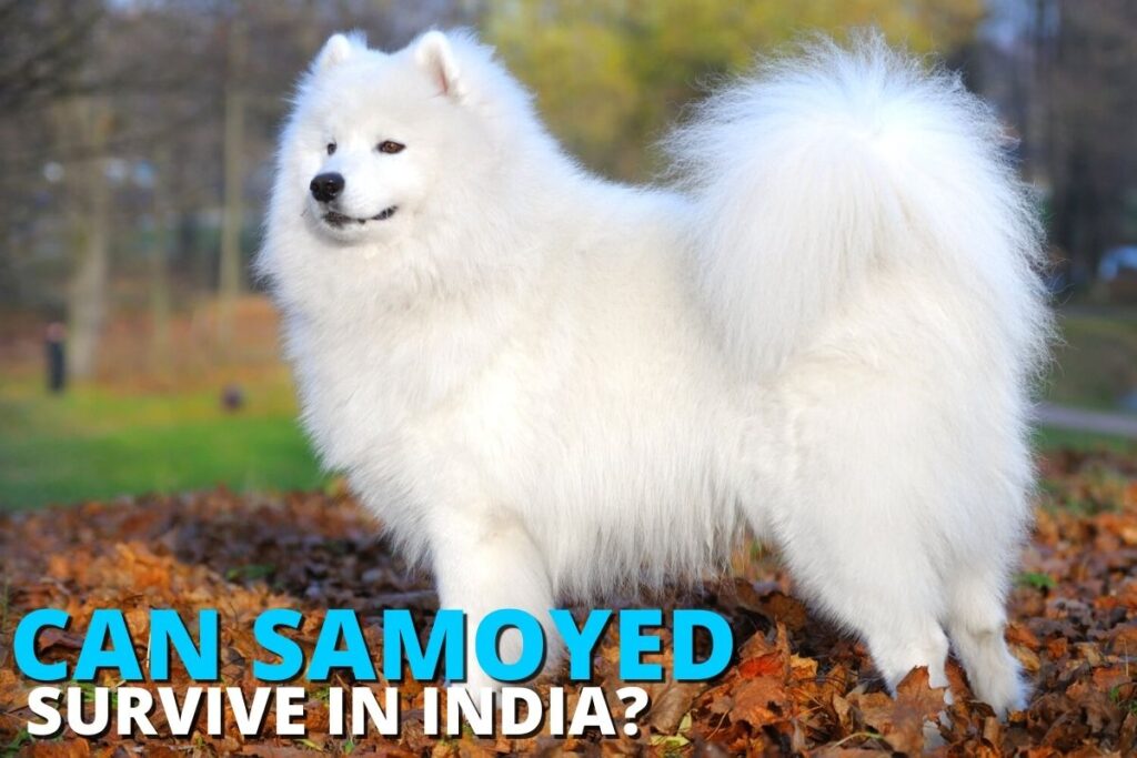 Can samoyed survive in India? - Dog Wise