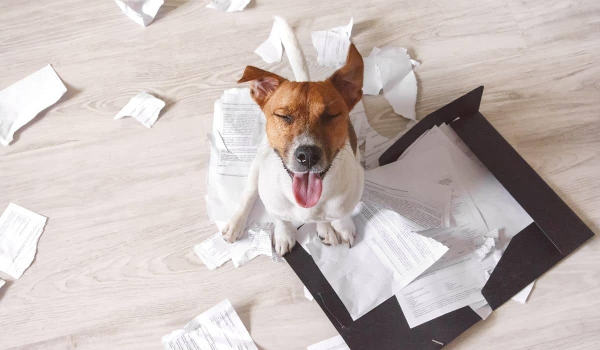 How to Import Dogs to India from Foreign Countries? - Dog Wise