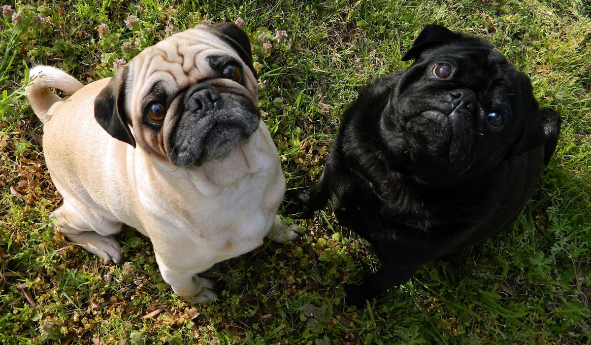 12 Cheapest Dog Breeds in India with Price and Expenses - Dog Wise