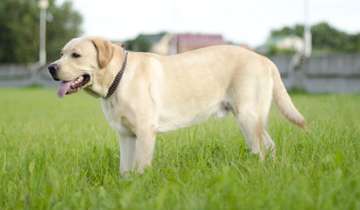12 Cheapest Dog Breeds in India with Price and Expenses - Dog Wise