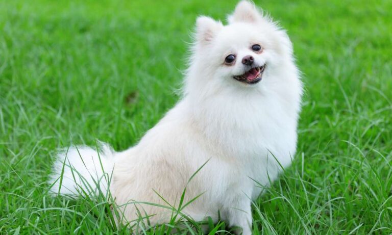 12 Cheapest Dog Breeds in India with Price and Expenses - Dog Wise