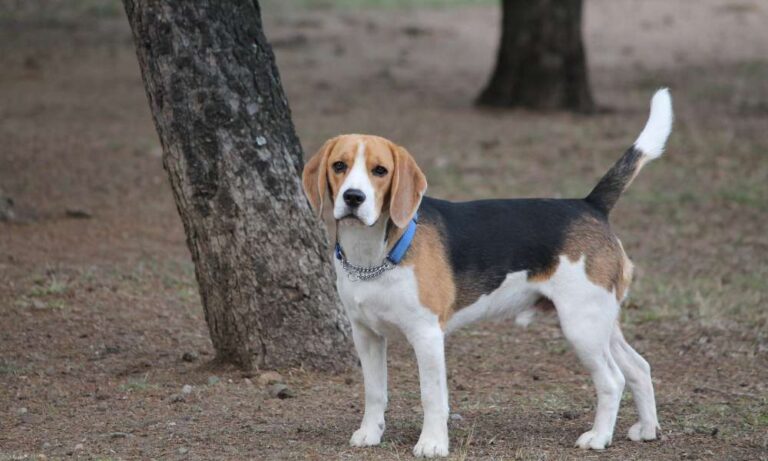 12 Cheapest Dog Breeds in India with Price and Expenses - Dog Wise