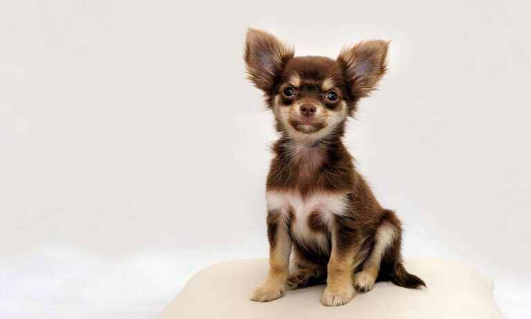 12 Cheapest Dog Breeds in India with Price and Expenses - Dog Wise