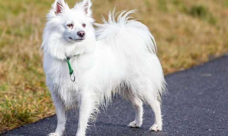 12 Cheapest Dog Breeds in India with Price and Expenses - Dog Wise